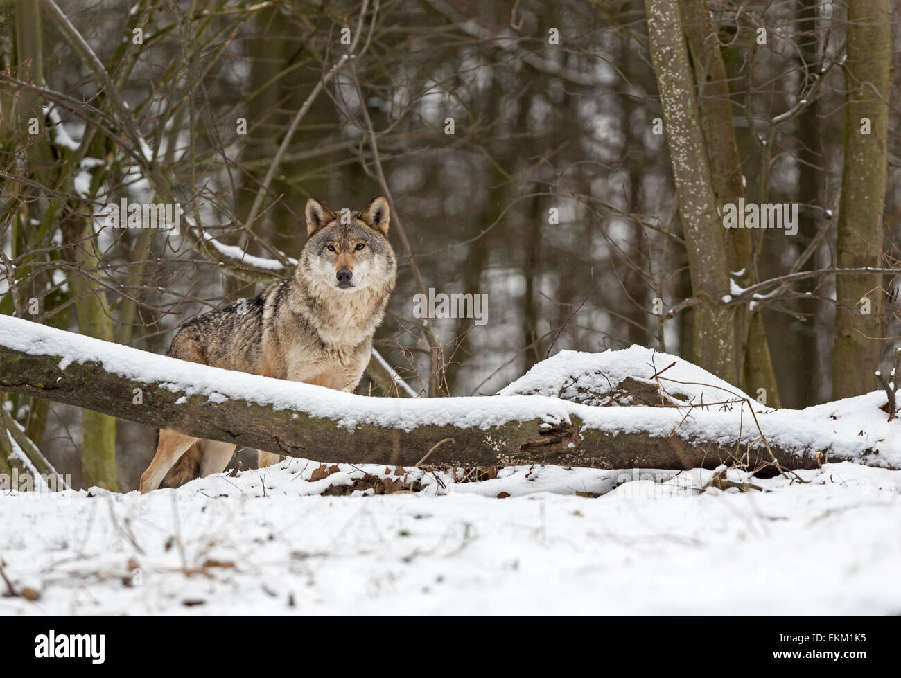 Raubtier winter wolf grauer wolf -Fotos und -Bildmaterial in hoher Auflösung – Alamy