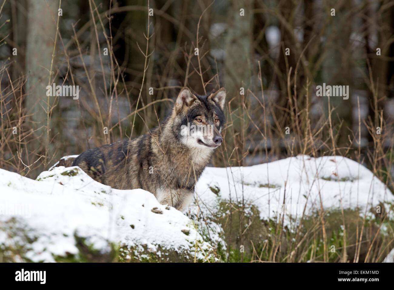 Der wolf im schnee im winter -Fotos und -Bildmaterial in hoher Auflösung – Alamy