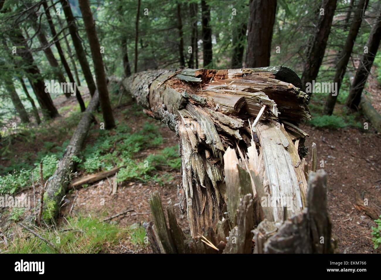 Umgesturzter Baum Beschadigt Nachbargrundstuck