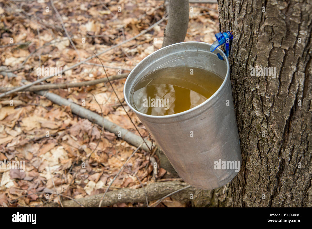 Eimer zur Erhebung der Saft der Ahornbäume, Ahornsirup in Quebec zu ...