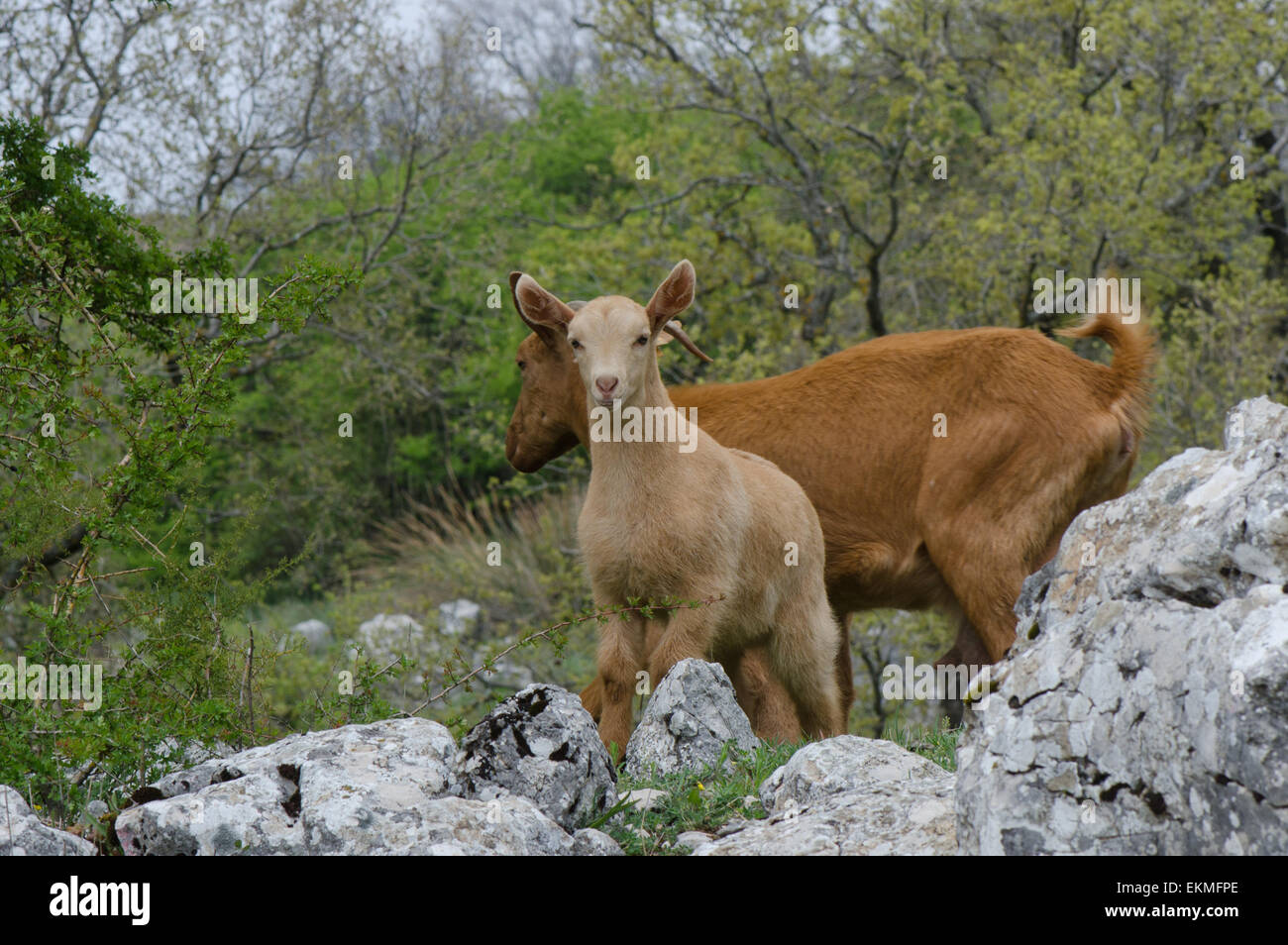 Zicklein bergziege -Fotos und -Bildmaterial in hoher Auflösung – Alamy