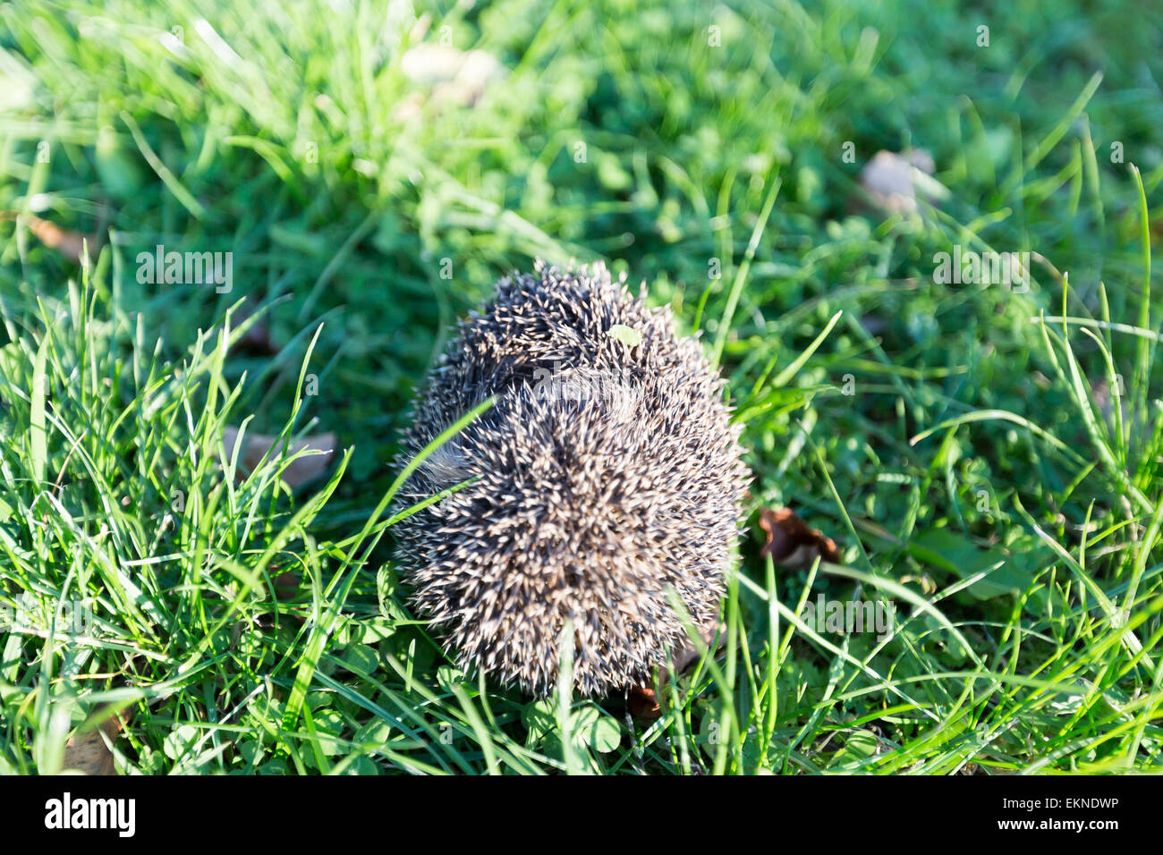 Stachelig der igel -Fotos und -Bildmaterial in hoher Auflösung – Alamy