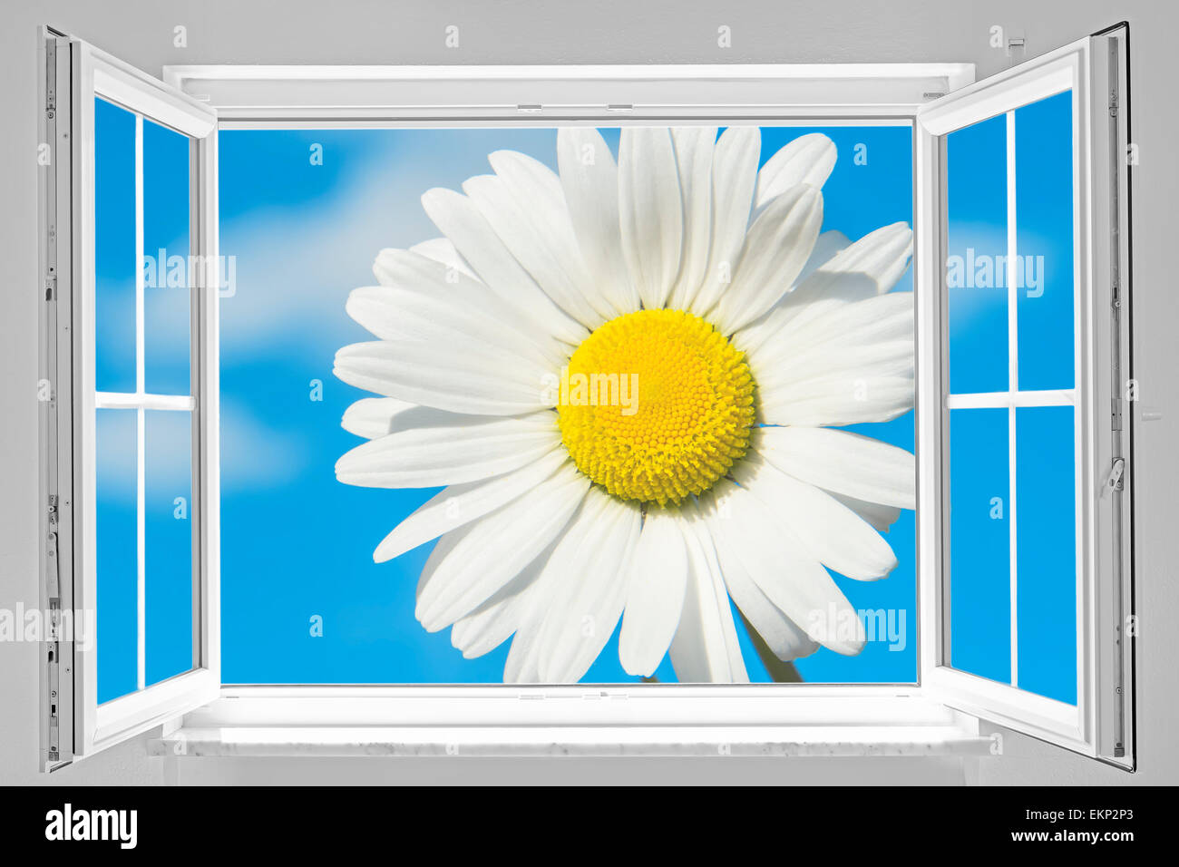 Marguerite design -Fotos und -Bildmaterial in hoher Auflösung – Alamy