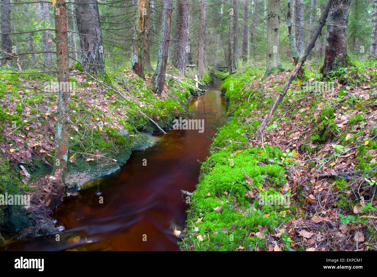 Bach im wald -Fotos und -Bildmaterial in hoher Auflösung – Alamy