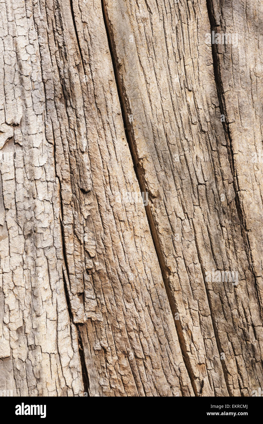 Alte rinde textur -Fotos und -Bildmaterial in hoher Auflösung – Alamy
