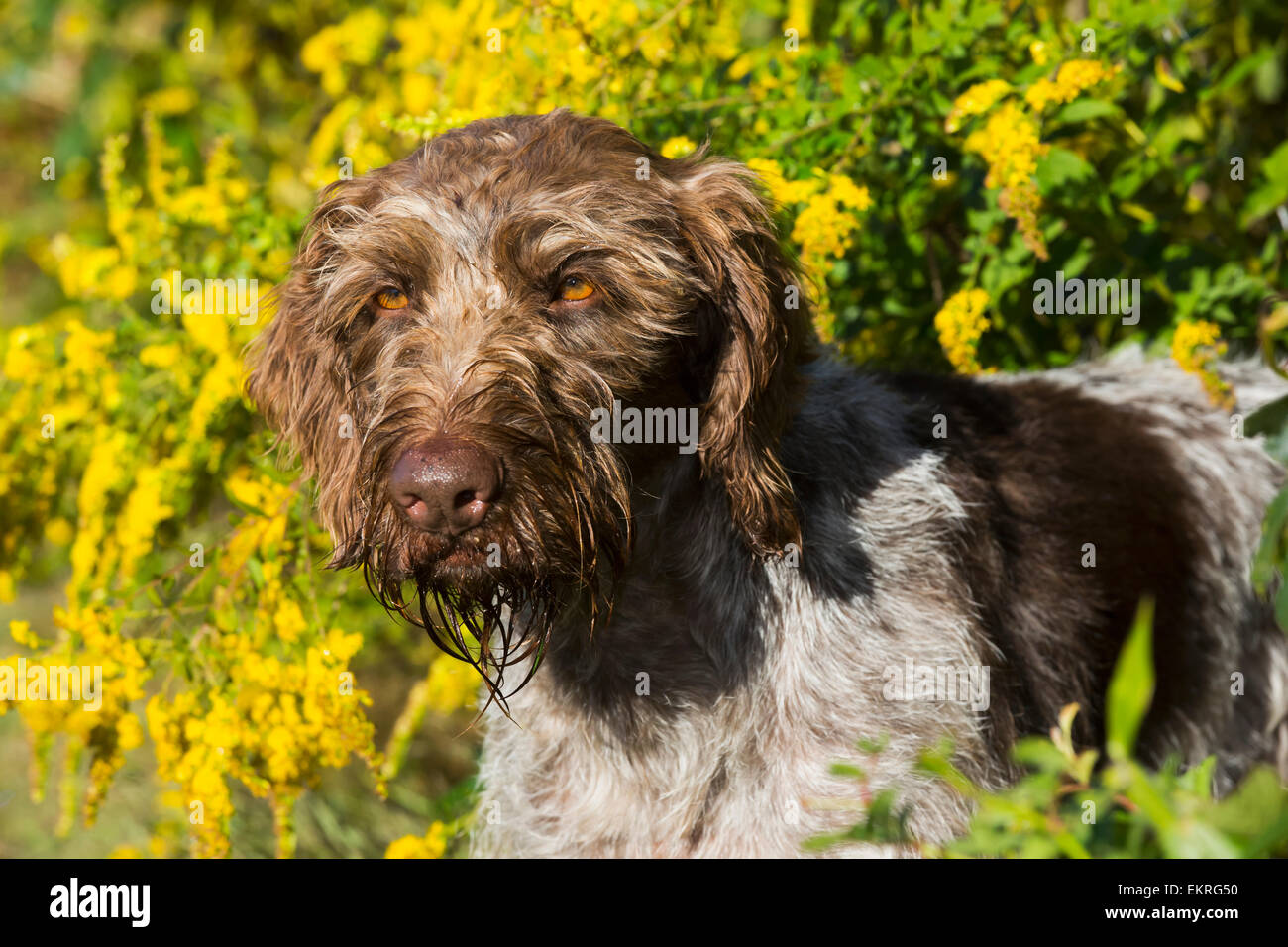 Deutsch drahthaar portrait -Fotos und -Bildmaterial in hoher Auflösung ...