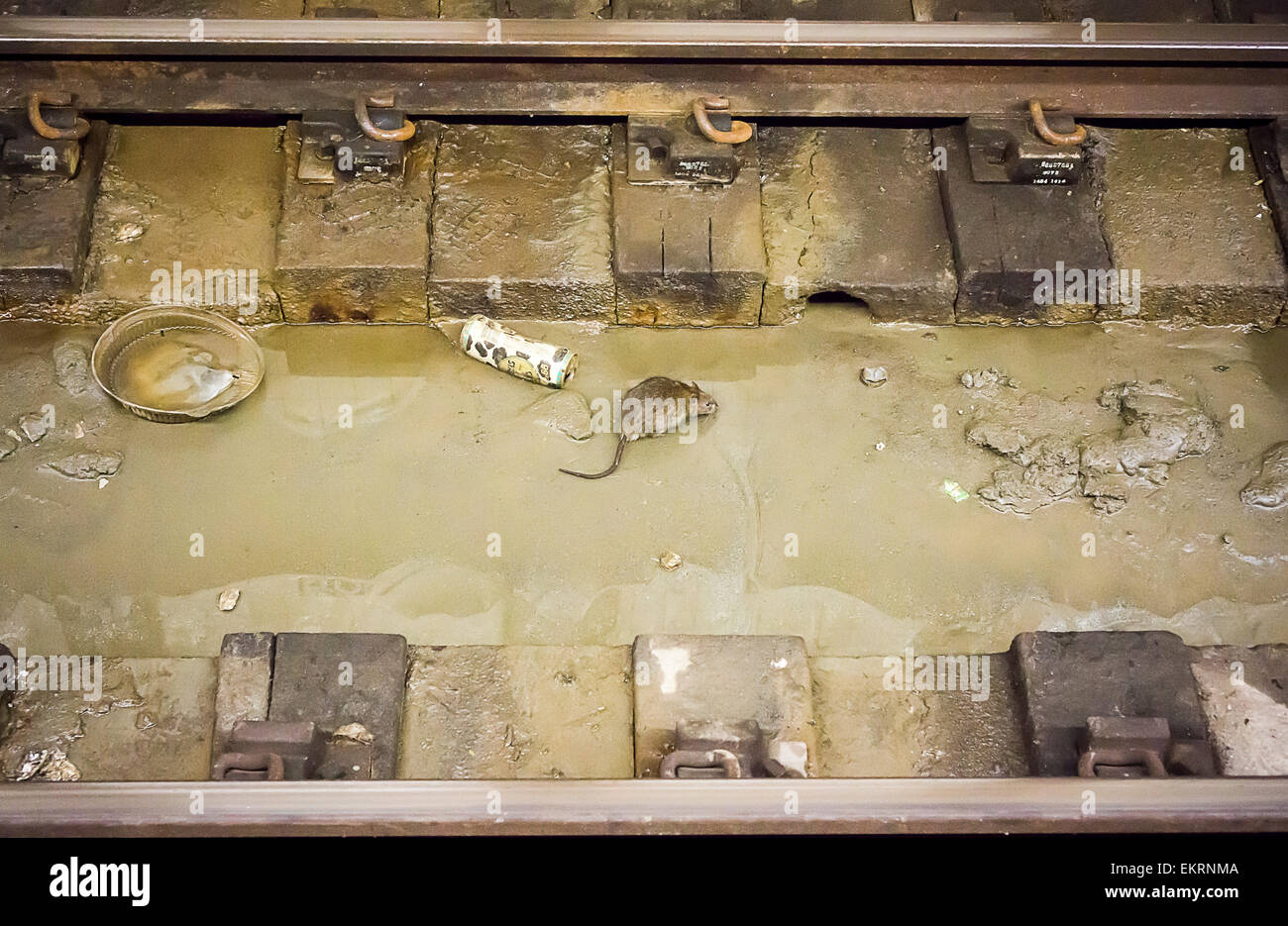 Ratten spuren -Fotos und -Bildmaterial in hoher Auflösung – Alamy