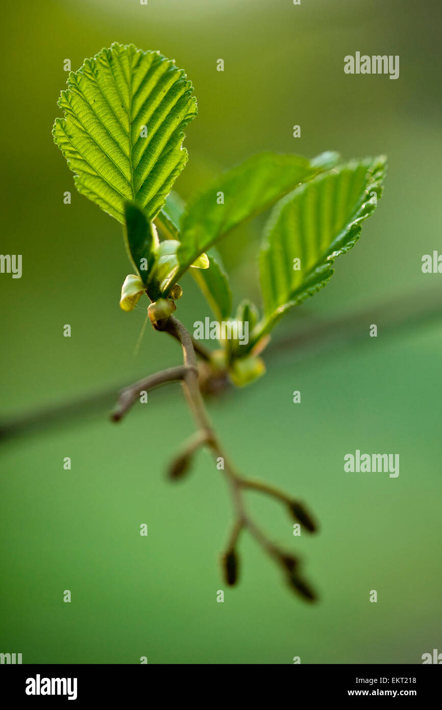 Knospe, Bud, Trieb, Triebspitze, schießen, schießen junge, Bluete ...