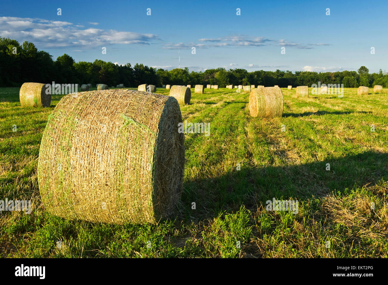 Landwirtschaft - Ballen Runde von Luzerneheu im Bereich / in der Nähe ...