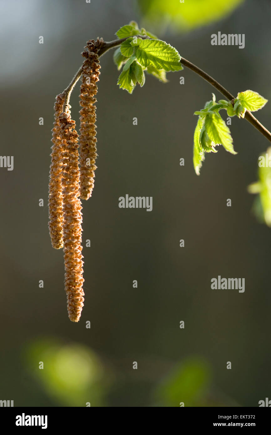 Betula pubescens -Fotos und -Bildmaterial in hoher Auflösung – Alamy