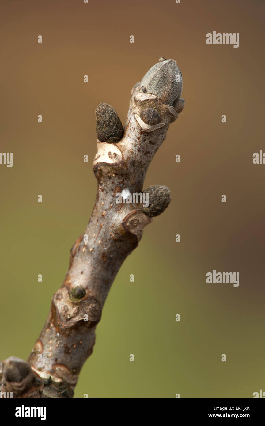 Knospe der walnuss -Fotos und -Bildmaterial in hoher Auflösung – Alamy
