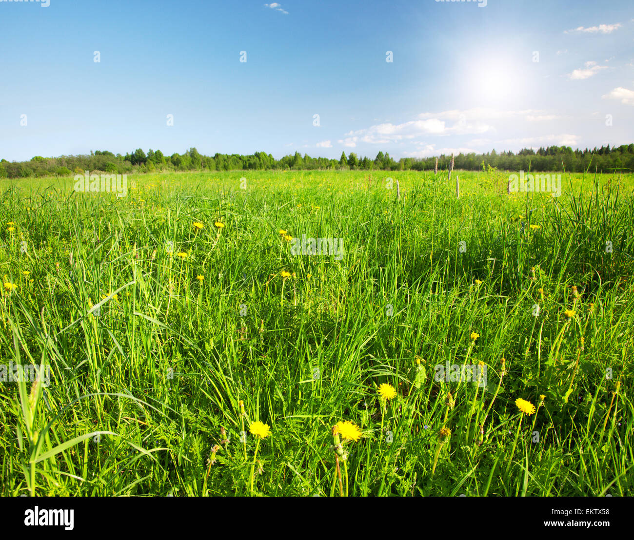 Grünes Feld mit Blumen unter blauen Wolkenhimmel Stockfotografie - Alamy