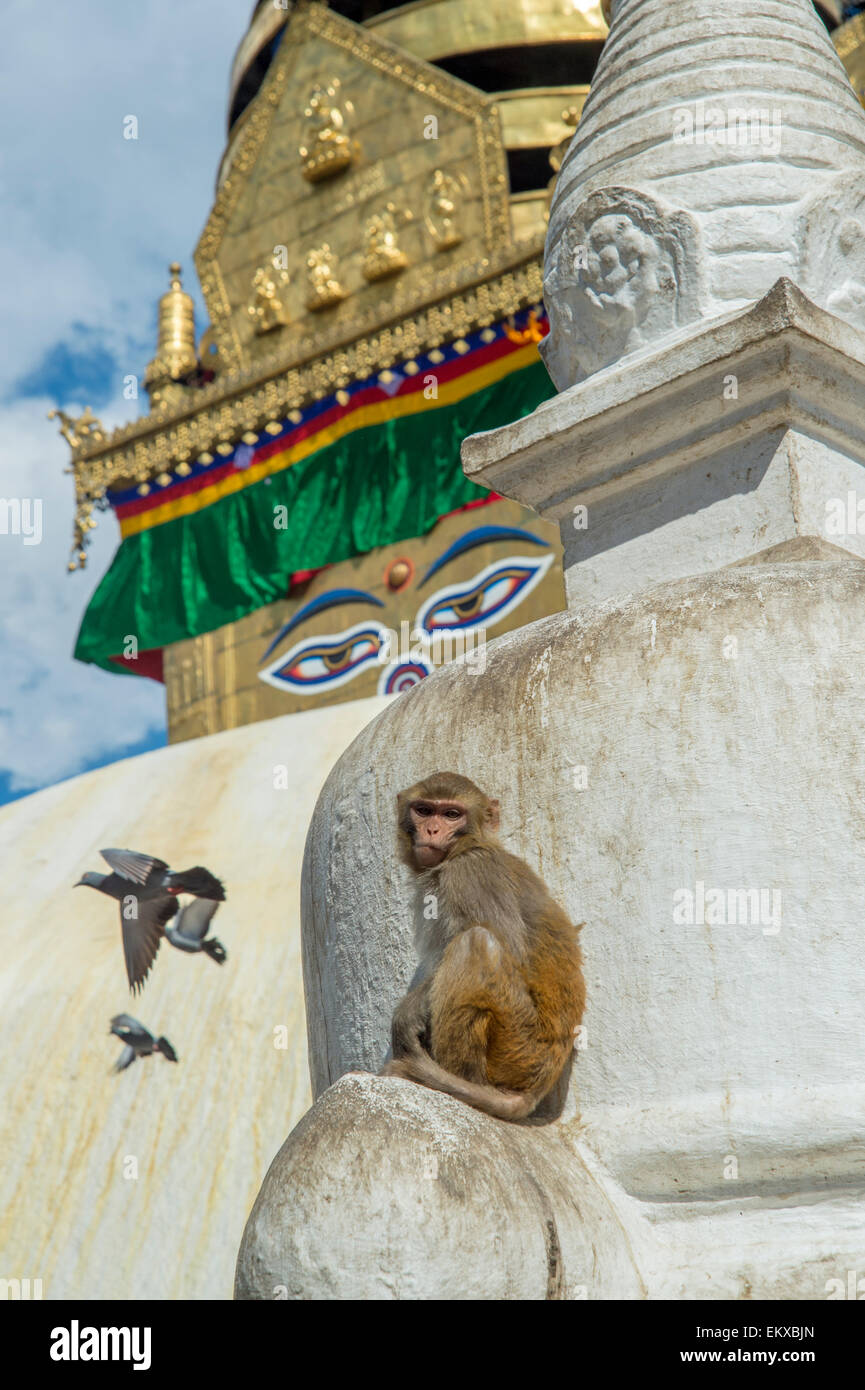 Rhesus-Makaken-Affen sitzen auf Stupa Swayambhunath Monkey Tempel in ...