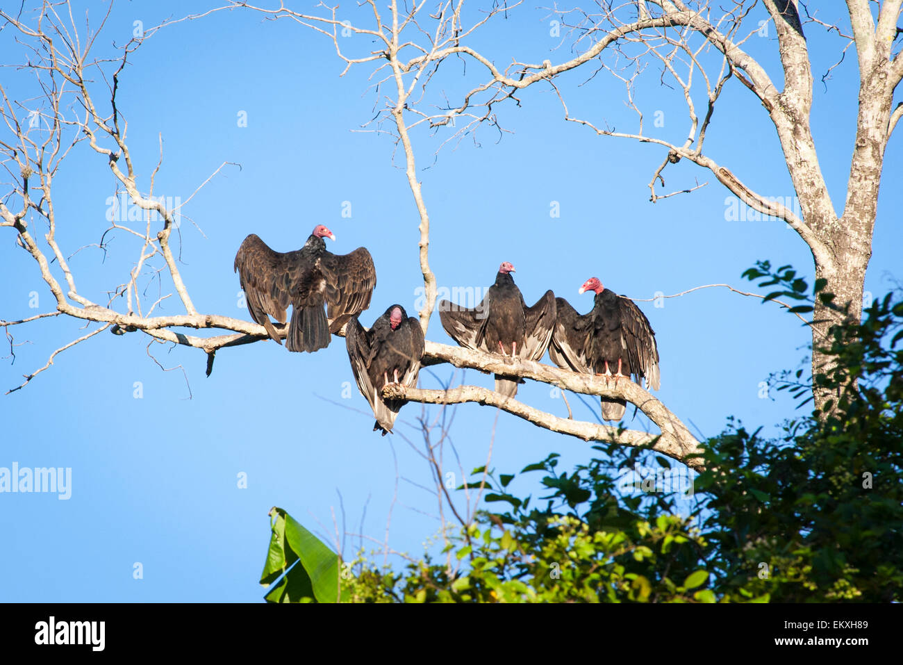 Truthahngeier sonnen sich -Fotos und -Bildmaterial in hoher Auflösung ...