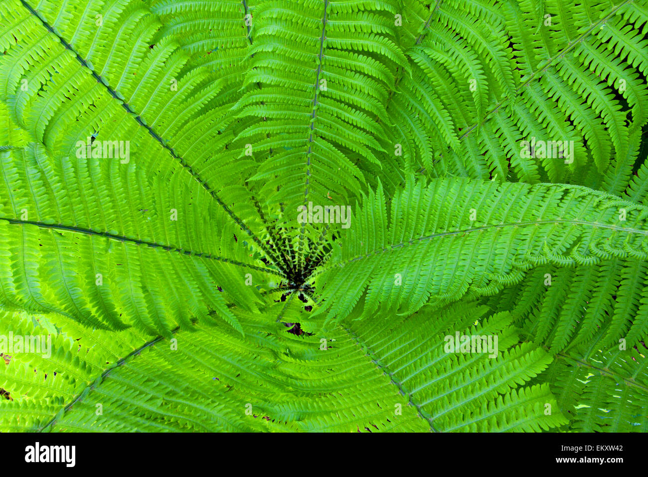 Farn blätter Stockfotos und -bilder Kaufen - Alamy