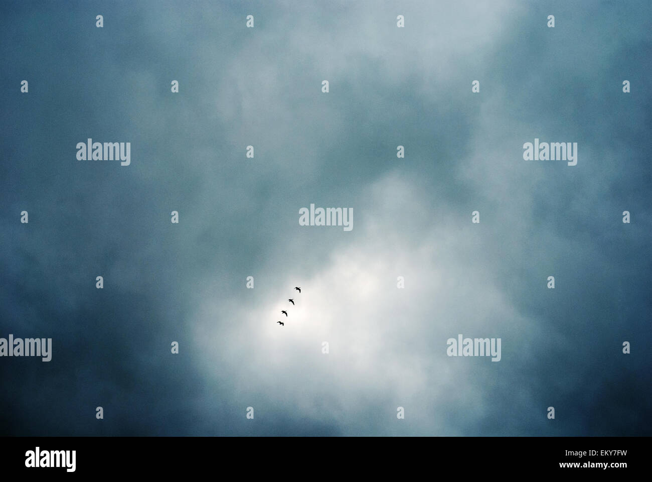 Birds flying in v formation -Fotos und -Bildmaterial in hoher Auflösung ...