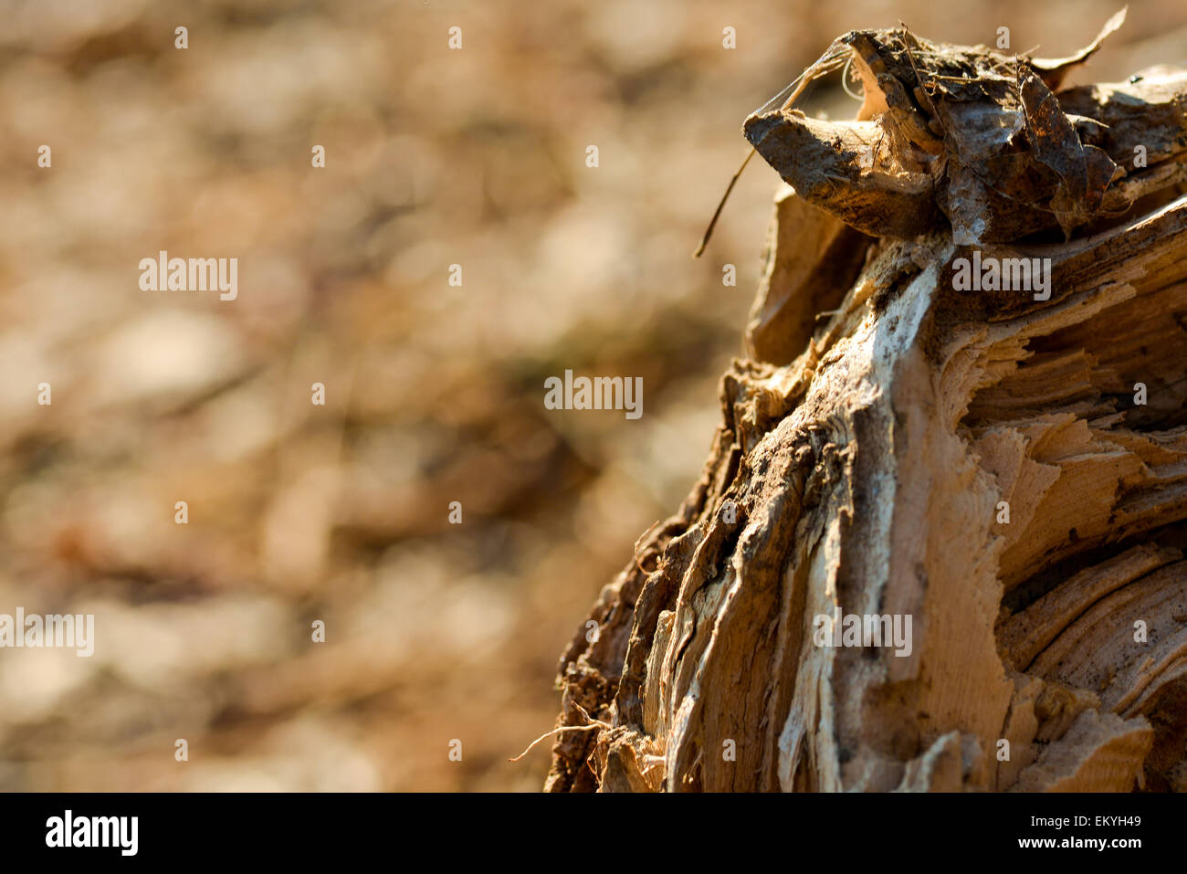 Alte protokolle -Fotos und -Bildmaterial in hoher Auflösung – Alamy