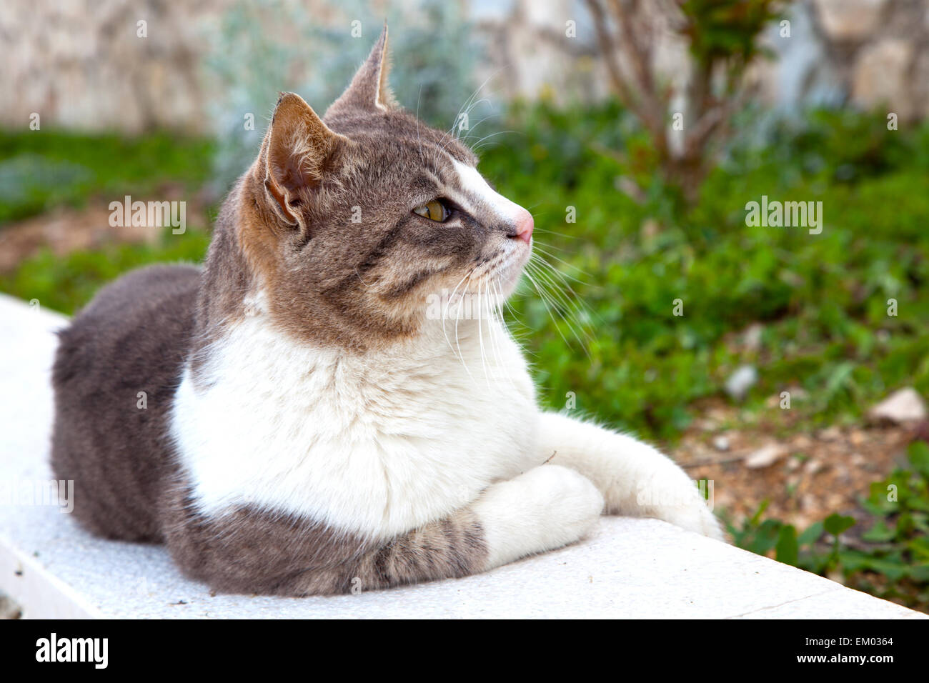 Katze liegend auf dem Geländer Stockfotografie - Alamy