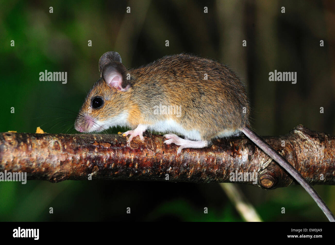 Waldmaus Apodemus sylvaticus Stockfotografie - Alamy