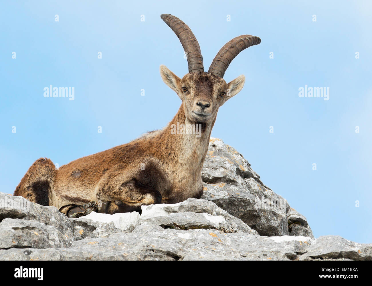Spanischer steinbock -Fotos und -Bildmaterial in hoher Auflösung – Alamy