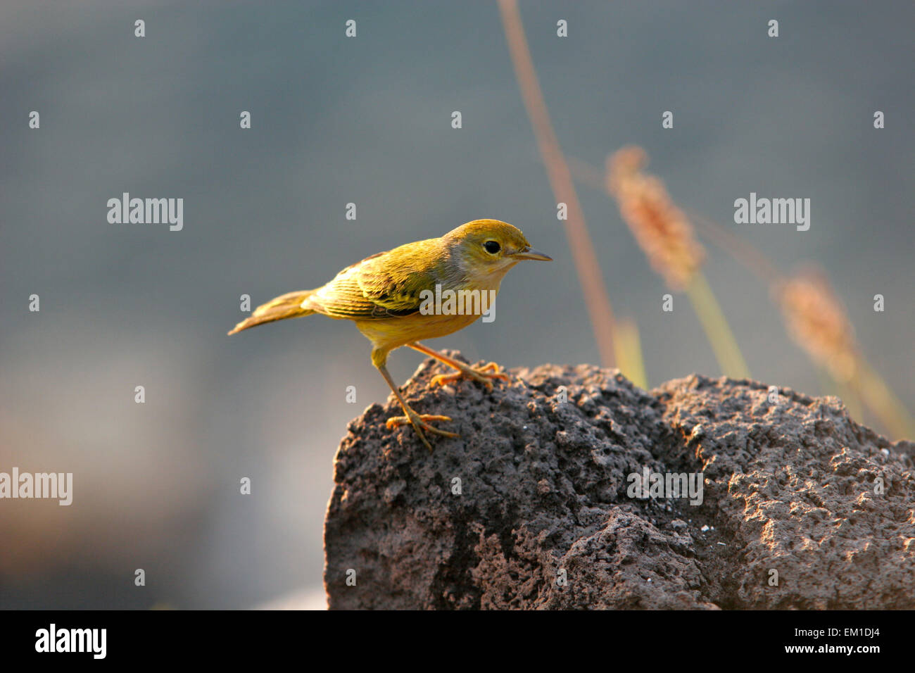 Finken von ecuador -Fotos und -Bildmaterial in hoher Auflösung – Alamy