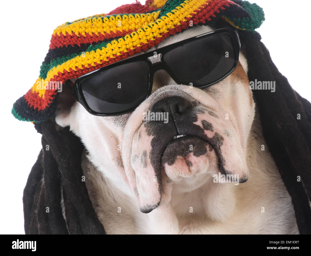 lustiger Hund mit Dreadlock Perücke auf weißem Hintergrund ...