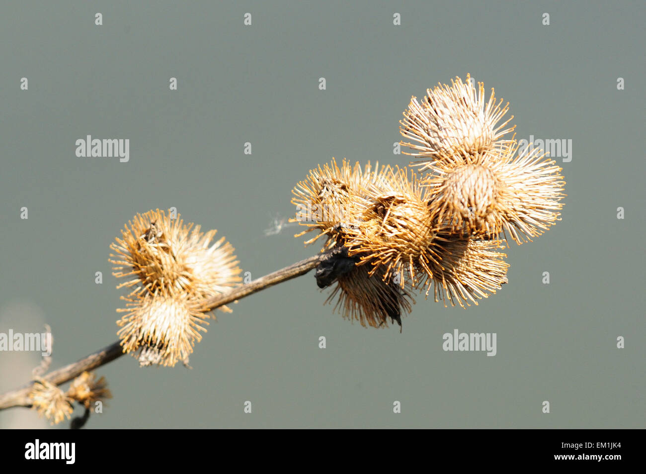 Velcro weed -Fotos und -Bildmaterial in hoher Auflösung – Alamy