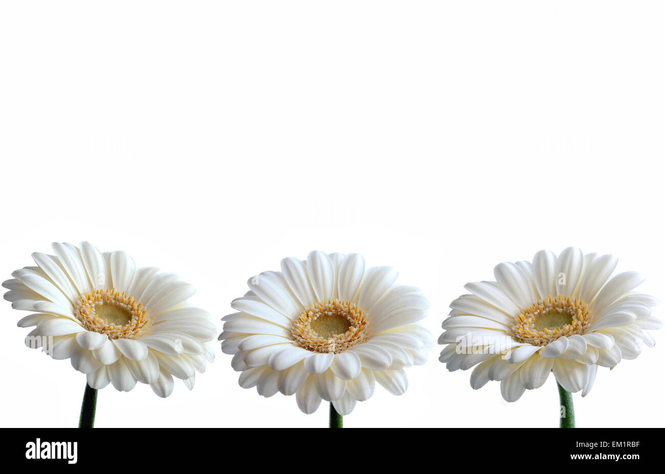 Weiß daisy -Fotos und -Bildmaterial in hoher Auflösung – Alamy