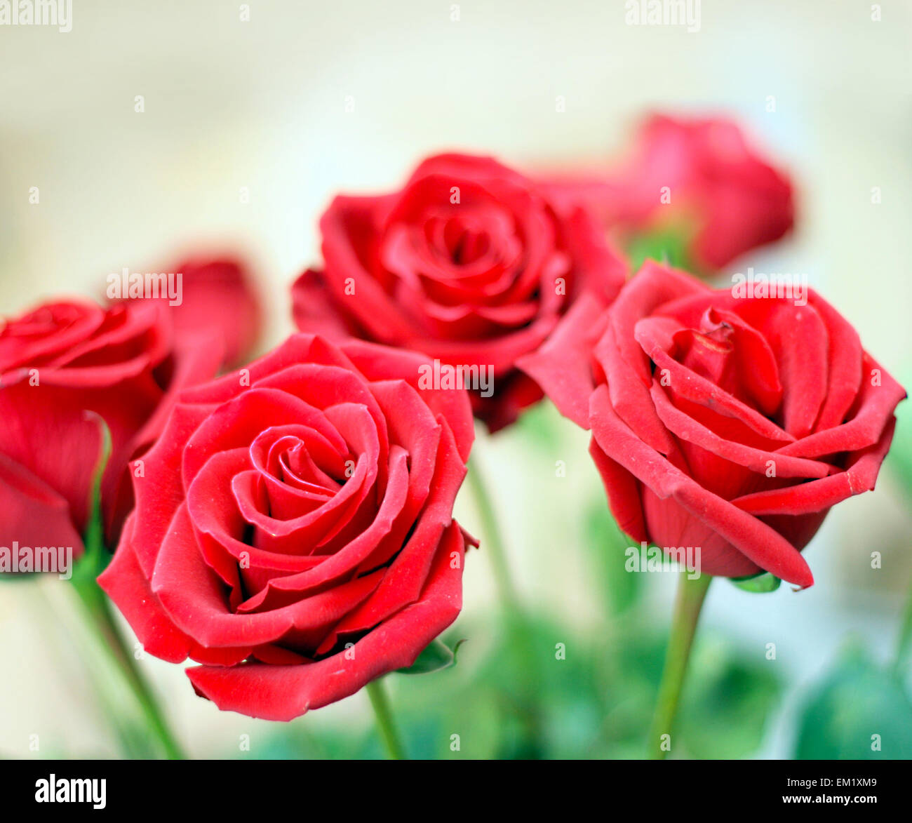 Schöne rote rosen -Fotos und -Bildmaterial in hoher Auflösung – Alamy