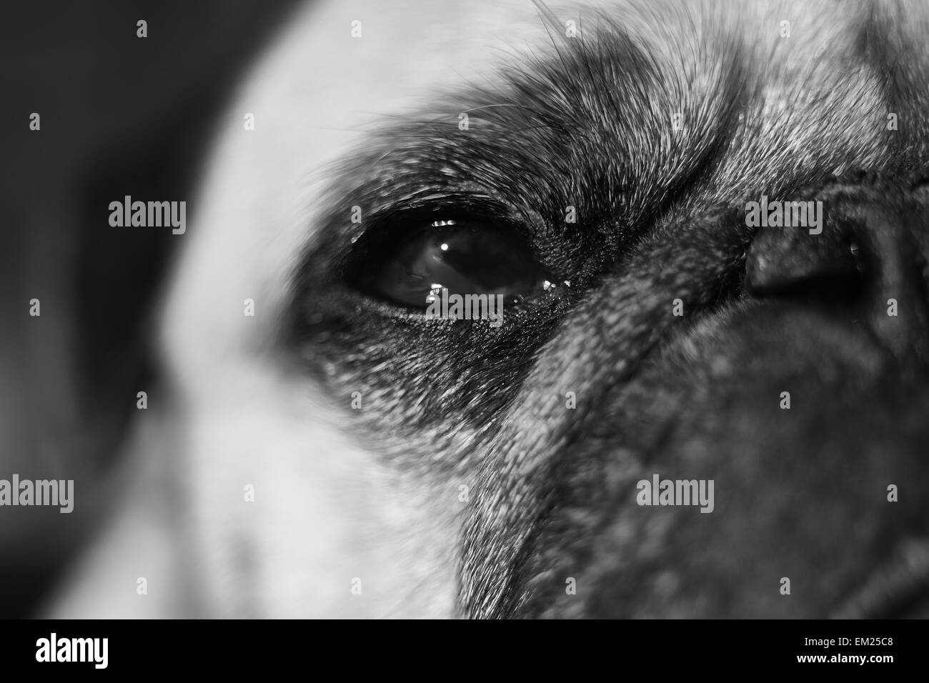 Mops becher -Fotos und -Bildmaterial in hoher Auflösung – Alamy