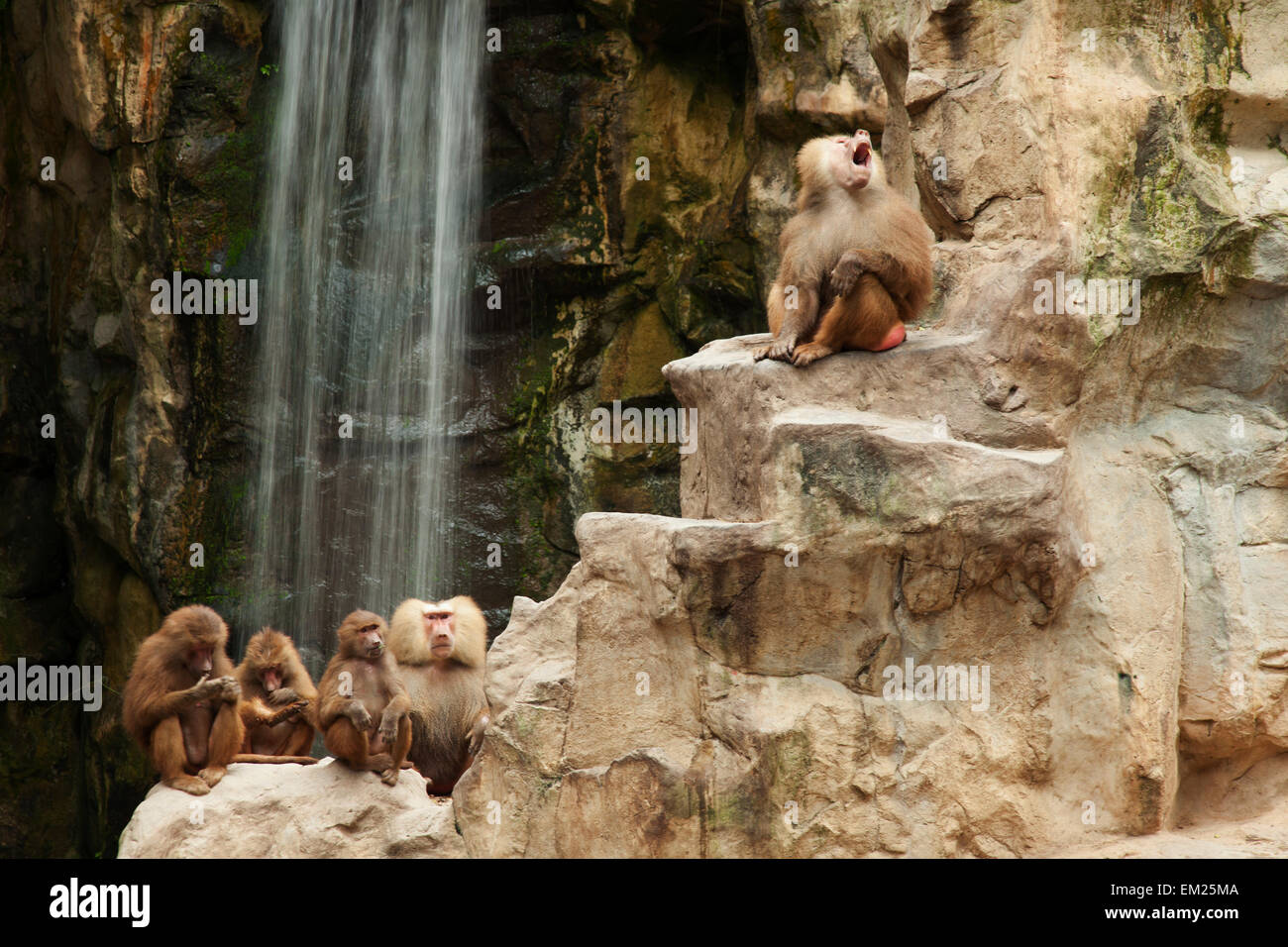 Eine Familie der Paviane im Zoo von Singapur; Singapur Stockfotografie ...