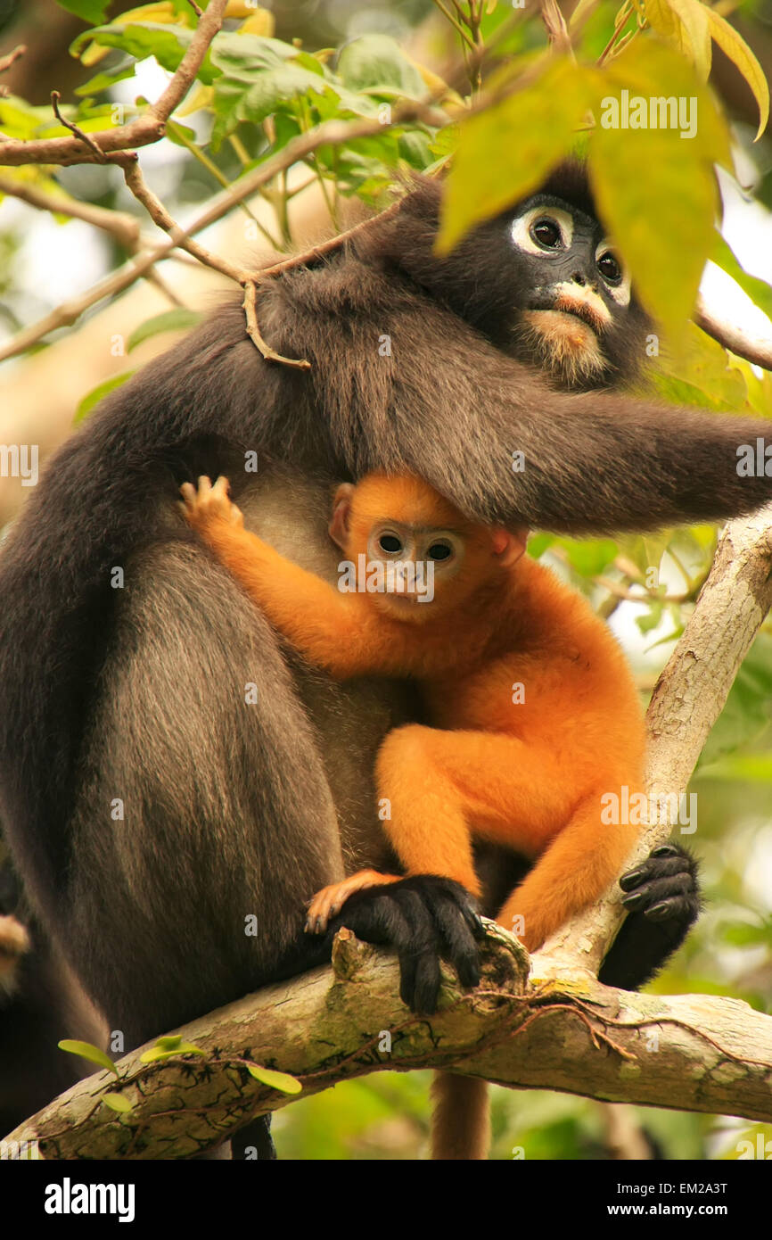 Brillentragende Languren sitzt in einem Baum mit einem Baby, Wua Talap ...