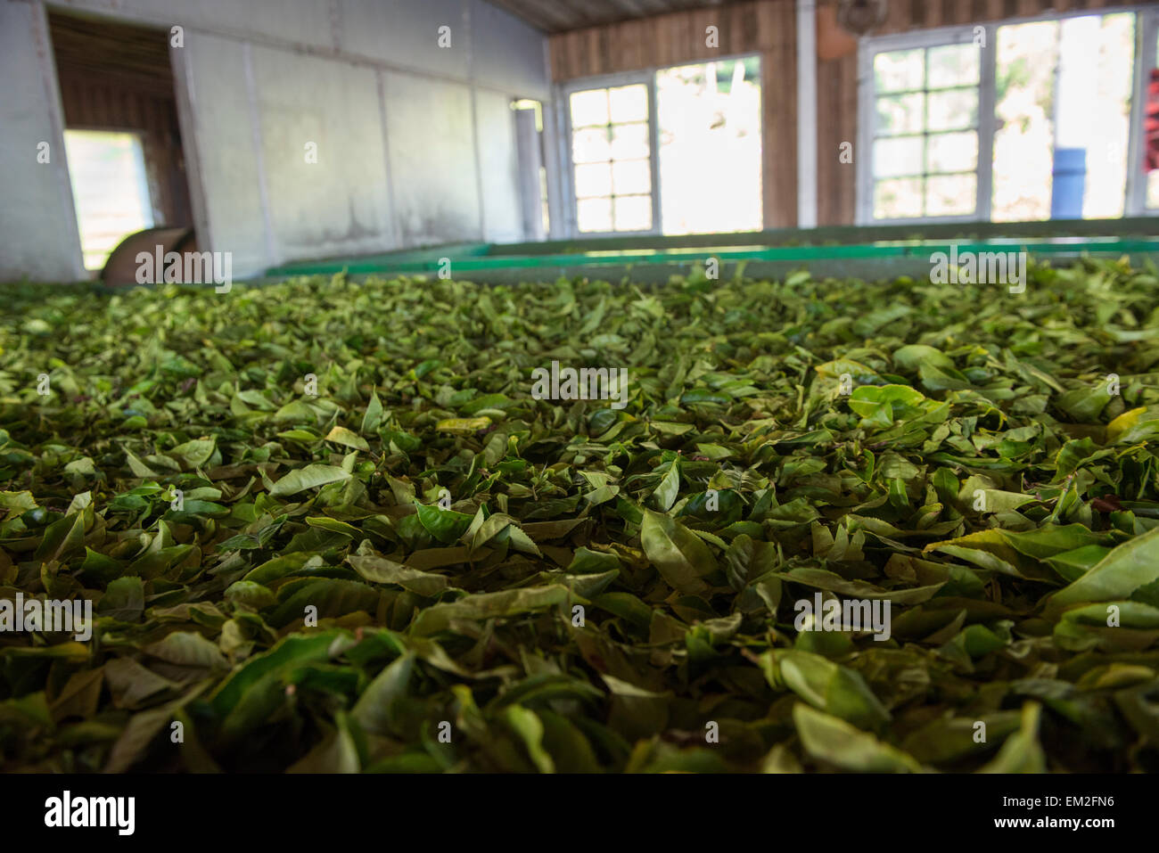 In der Fabrik von Kolukkumalai Teeplantage, die höchste Tee-Plantage in ...