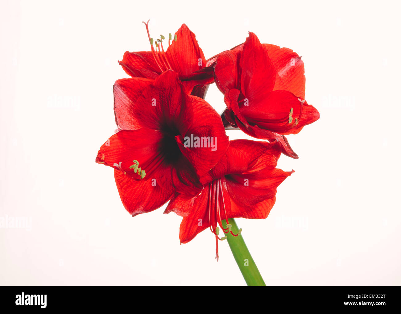 Amaryllis red -Fotos und -Bildmaterial in hoher Auflösung – Alamy
