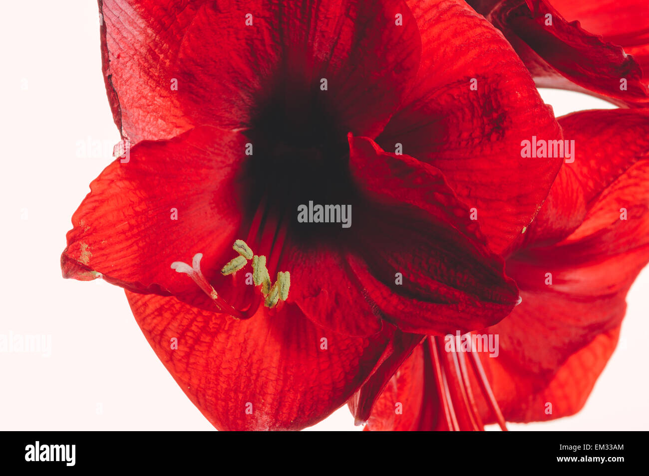 Amaryllis red -Fotos und -Bildmaterial in hoher Auflösung – Alamy