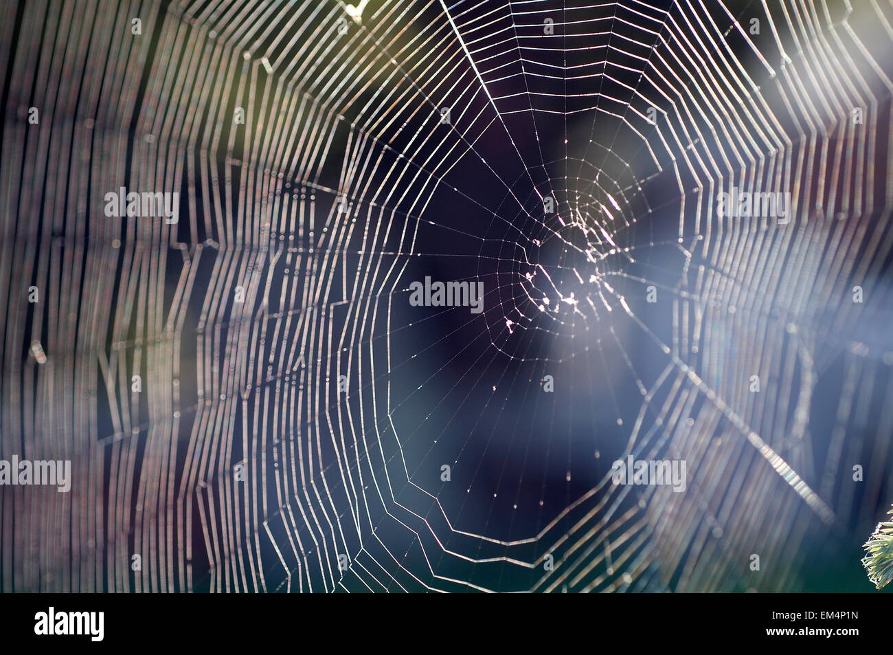 Netz der spinne -Fotos und -Bildmaterial in hoher Auflösung – Alamy