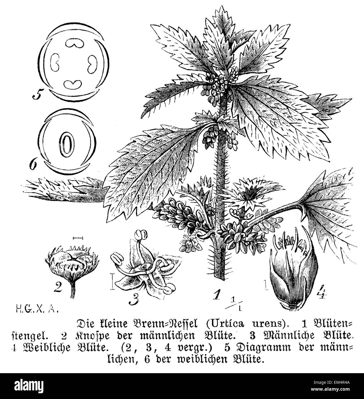Urticaceae brennnessel familie -Fotos und -Bildmaterial in hoher ...