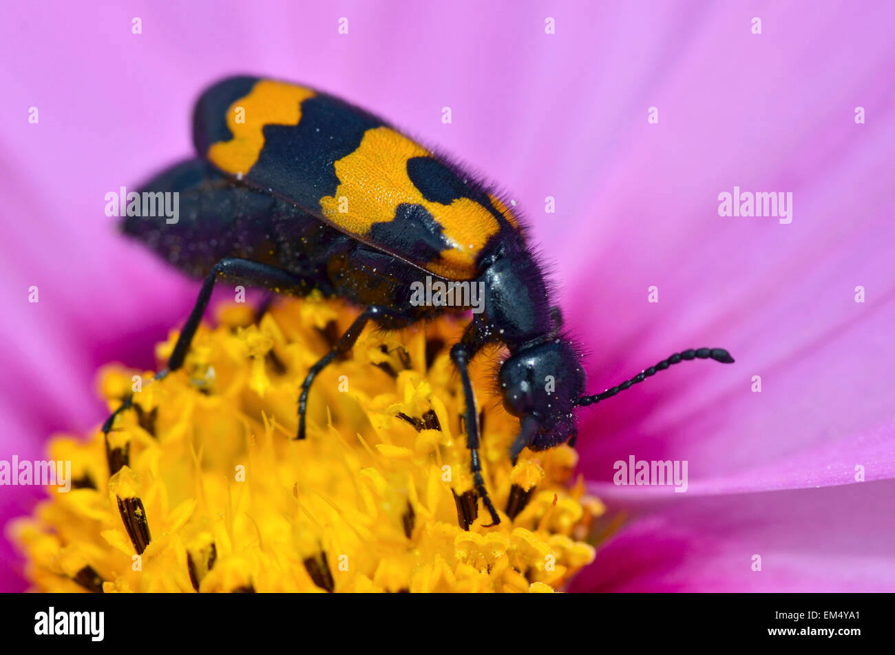 Makroaufnahme einer Profil Mylabris Variabilis Käfer ernähren sich von ...