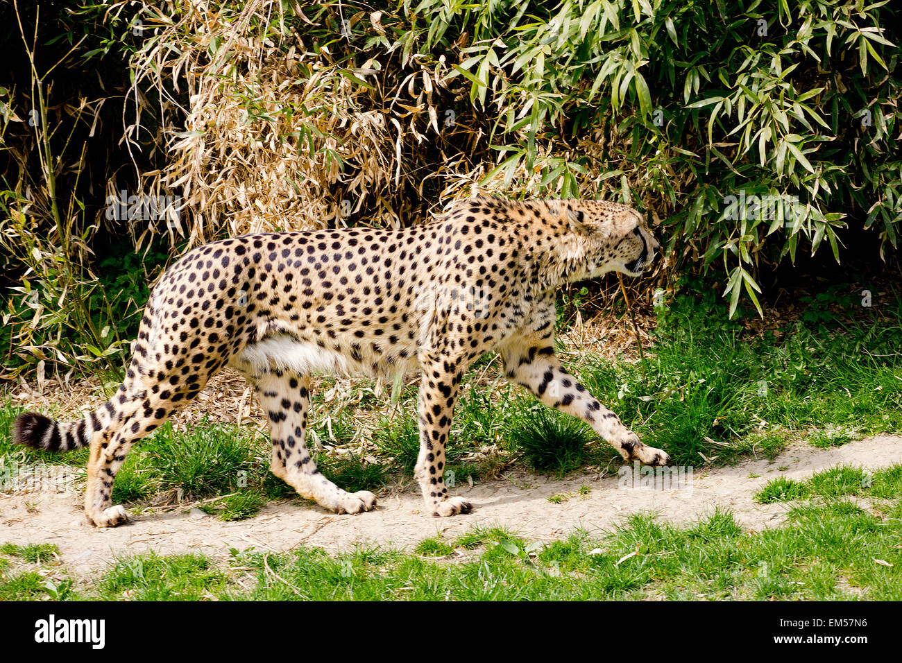 Gepard nase -Fotos und -Bildmaterial in hoher Auflösung – Alamy