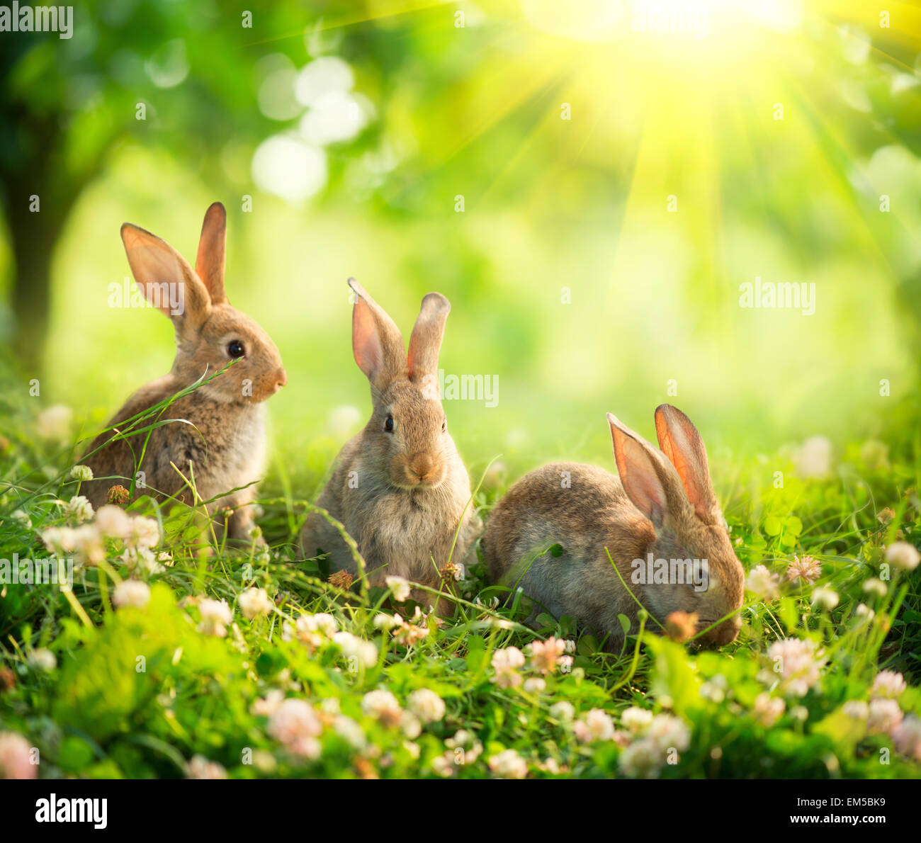 Cute rabbits -Fotos und -Bildmaterial in hoher Auflösung – Alamy