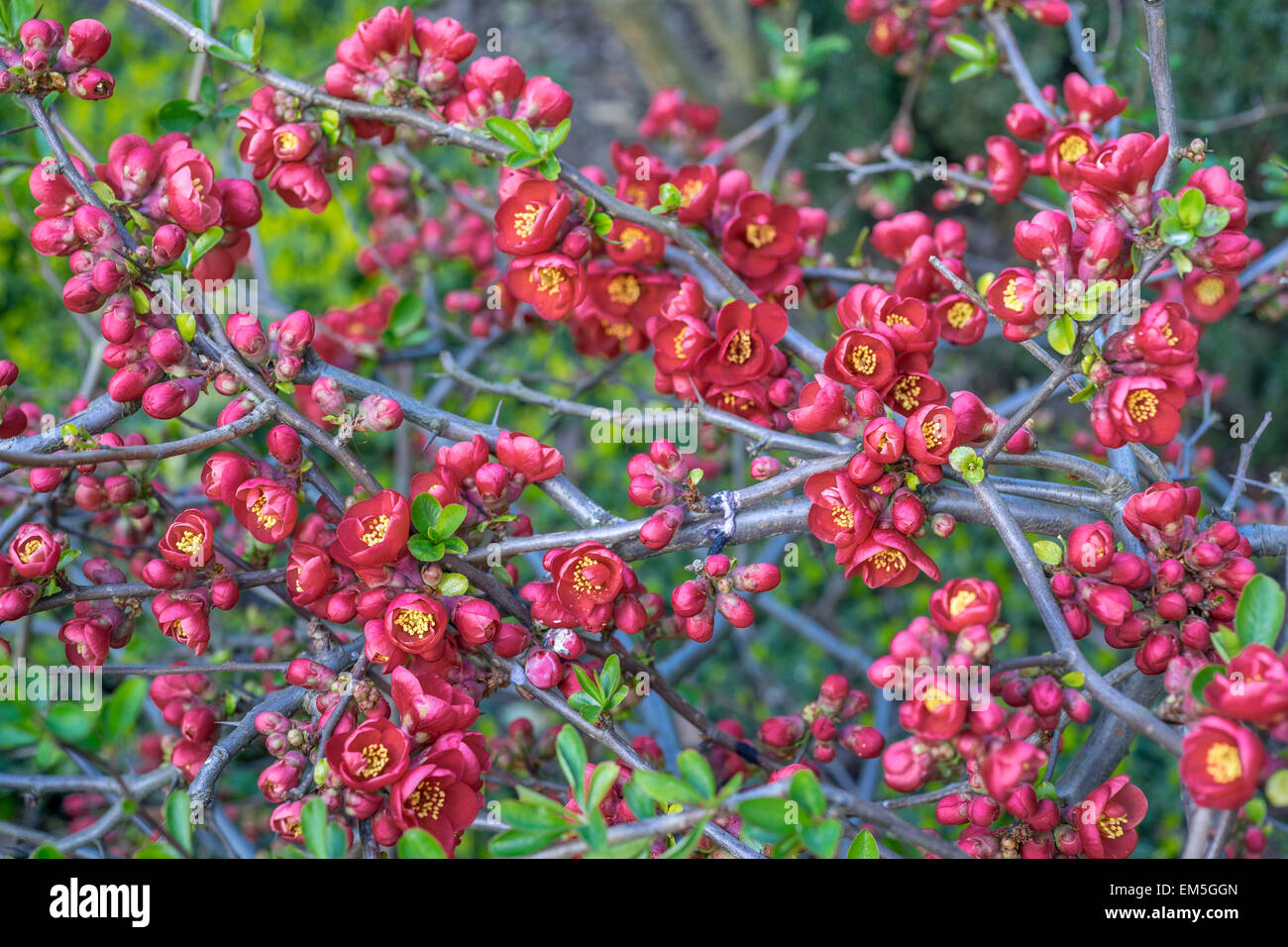 Japanische rote quitte Stockfotos und -bilder Kaufen - Alamy