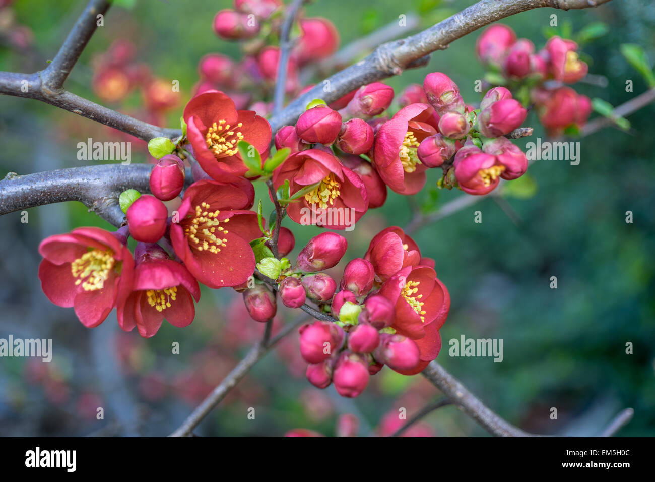 Rote japanische quitte -Fotos und -Bildmaterial in hoher Auflösung – Alamy
