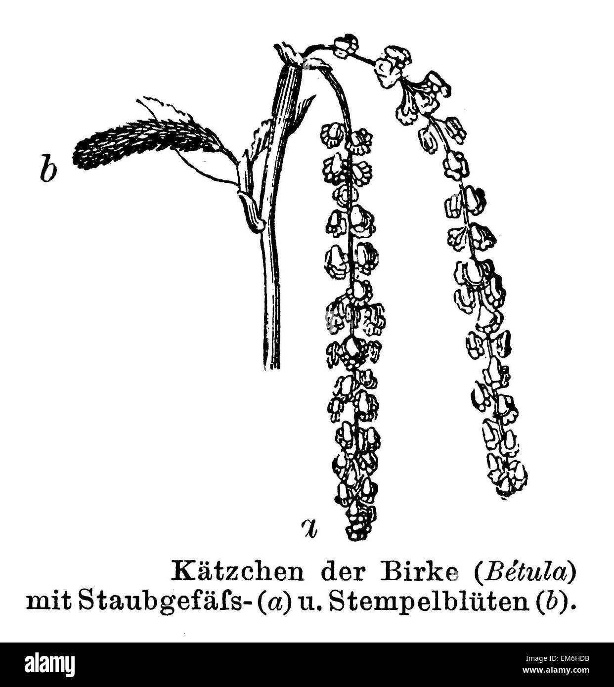 Botanische illustration der birke -Fotos und -Bildmaterial in hoher ...