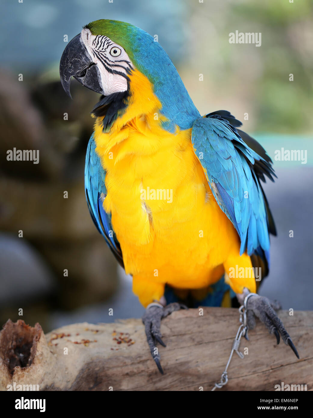 Blauara papagei -Fotos und -Bildmaterial in hoher Auflösung – Alamy
