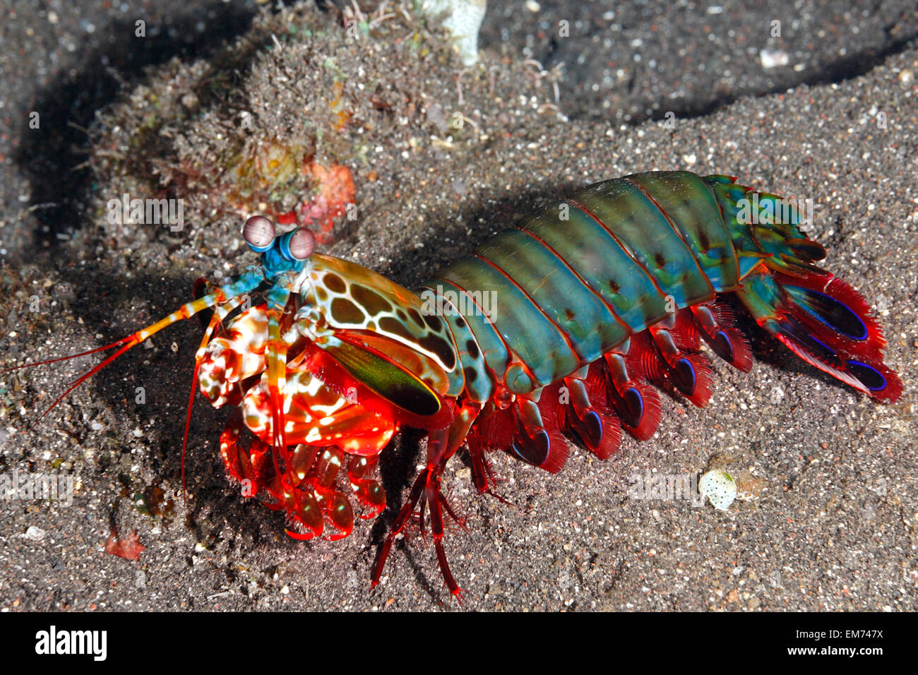 Clown mantis garnelen -Fotos und -Bildmaterial in hoher Auflösung – Alamy