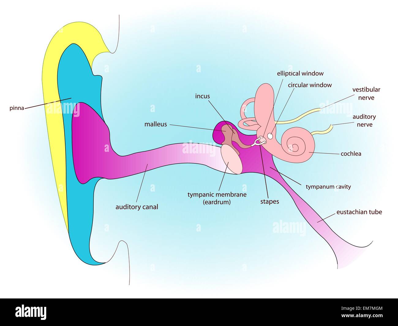 Ohr anatomie -Fotos und -Bildmaterial in hoher Auflösung – Alamy