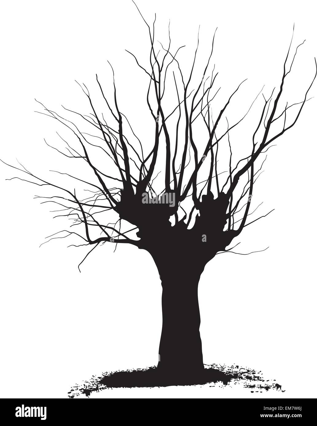 Schwarze akazie -Fotos und -Bildmaterial in hoher Auflösung – Alamy