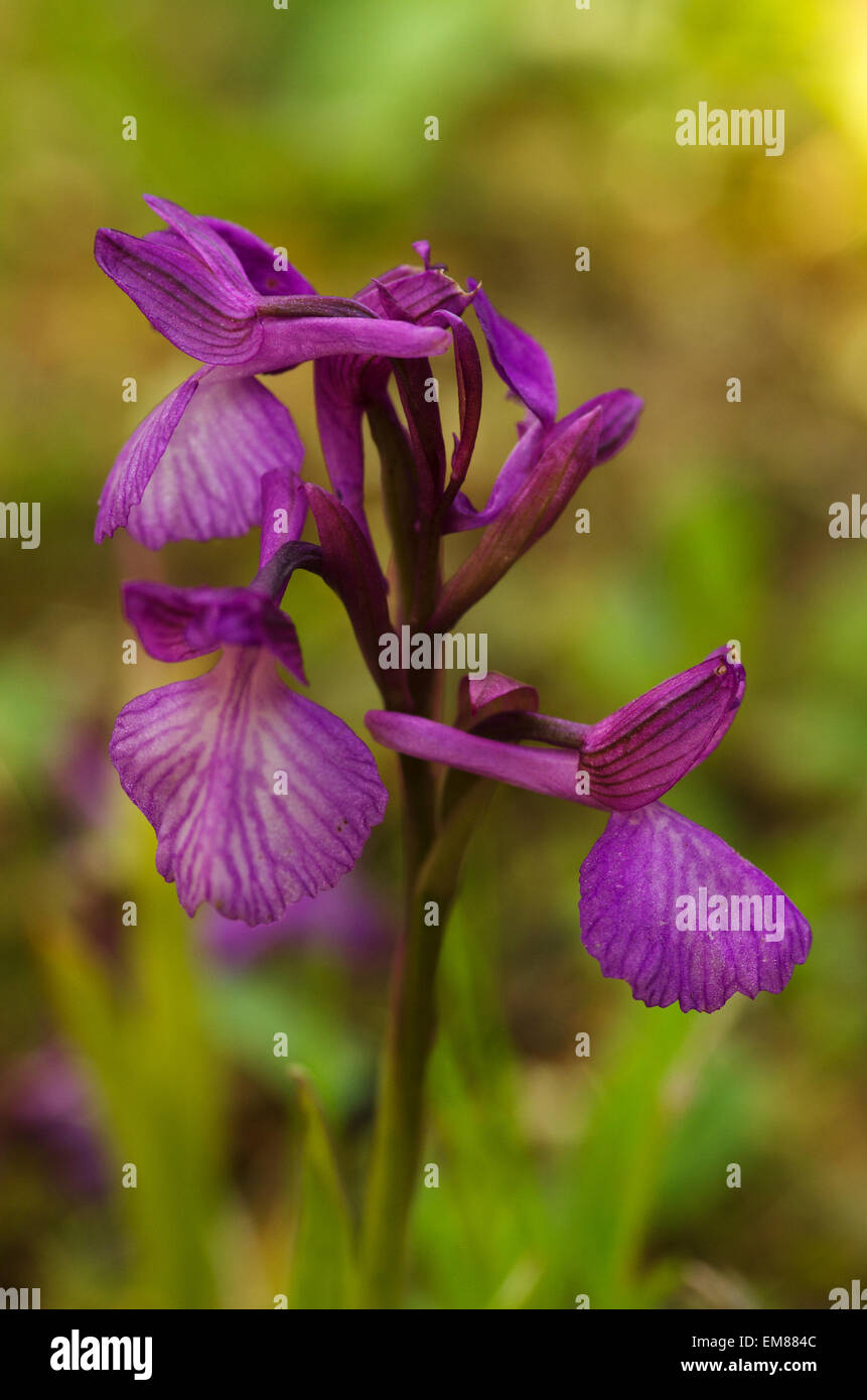 Wilde orchidee -Fotos und -Bildmaterial in hoher Auflösung – Alamy