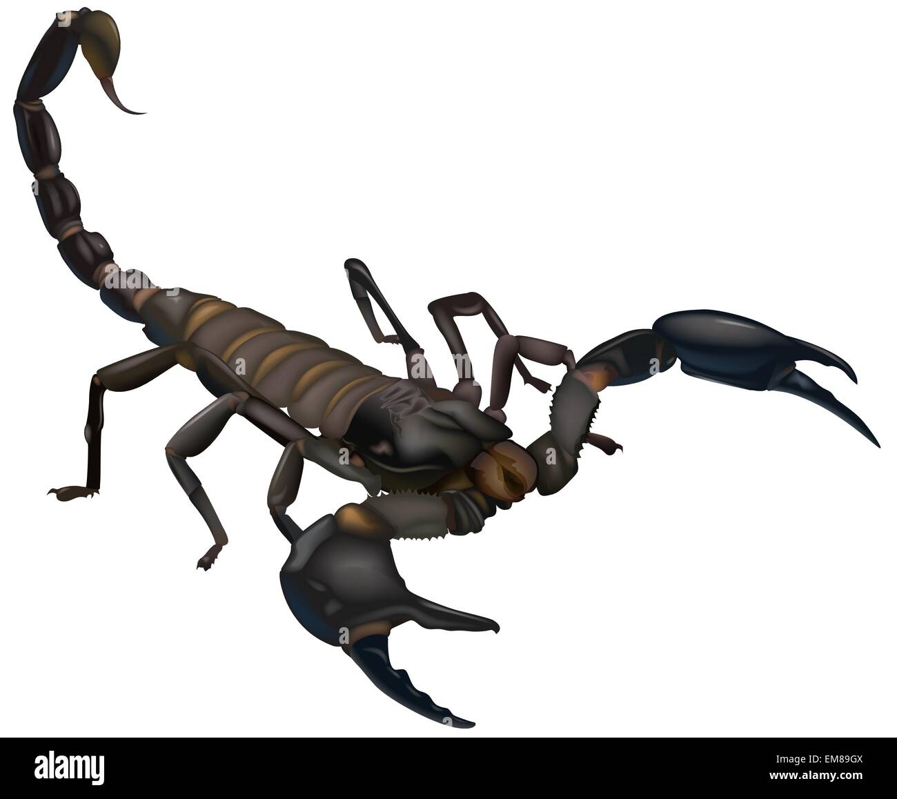 Skorpion muschel Stock-Vektorgrafiken kaufen - Alamy