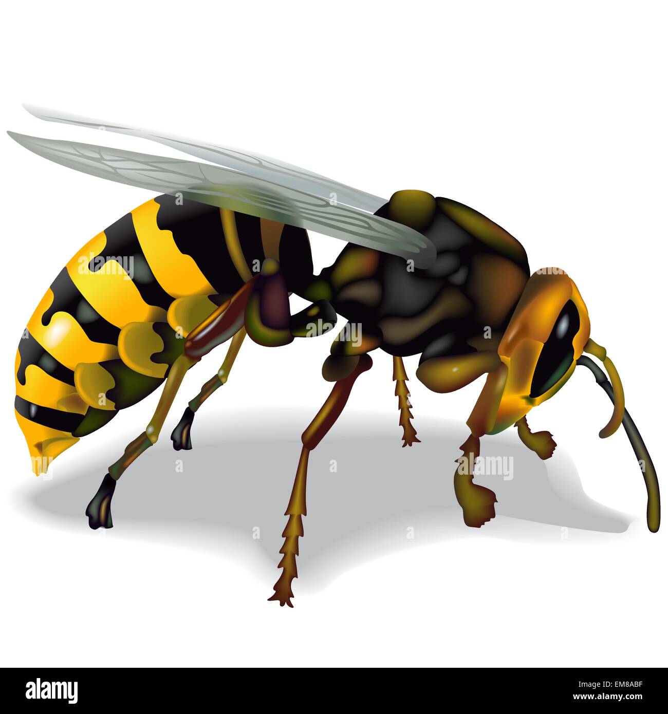 Common wasp Stock-Vektorgrafiken kaufen - Alamy